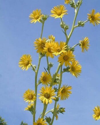 Native Plant Sale - Gabis Arboretum - Purdue University Northwest