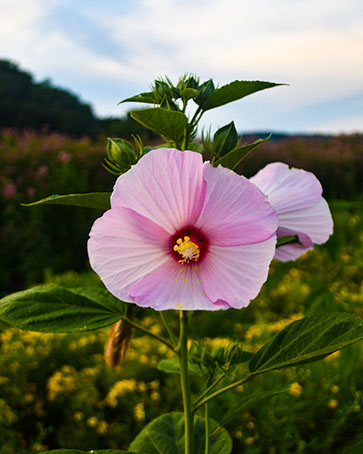 Native Plant Sale - Gabis Arboretum - Purdue University Northwest