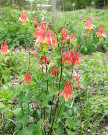 Native Plant Sale - Gabis Arboretum - Purdue University Northwest
