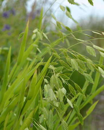Native Plant Sale - Gabis Arboretum - Purdue University Northwest