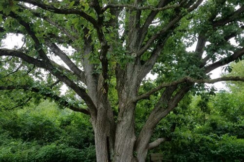 Tree Hike Series: Summer Tree Identification - Gabis Arboretum