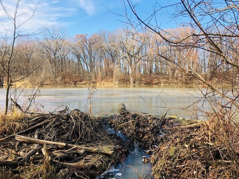 Webinar: Beaver Ecology - Purdue University Northwest