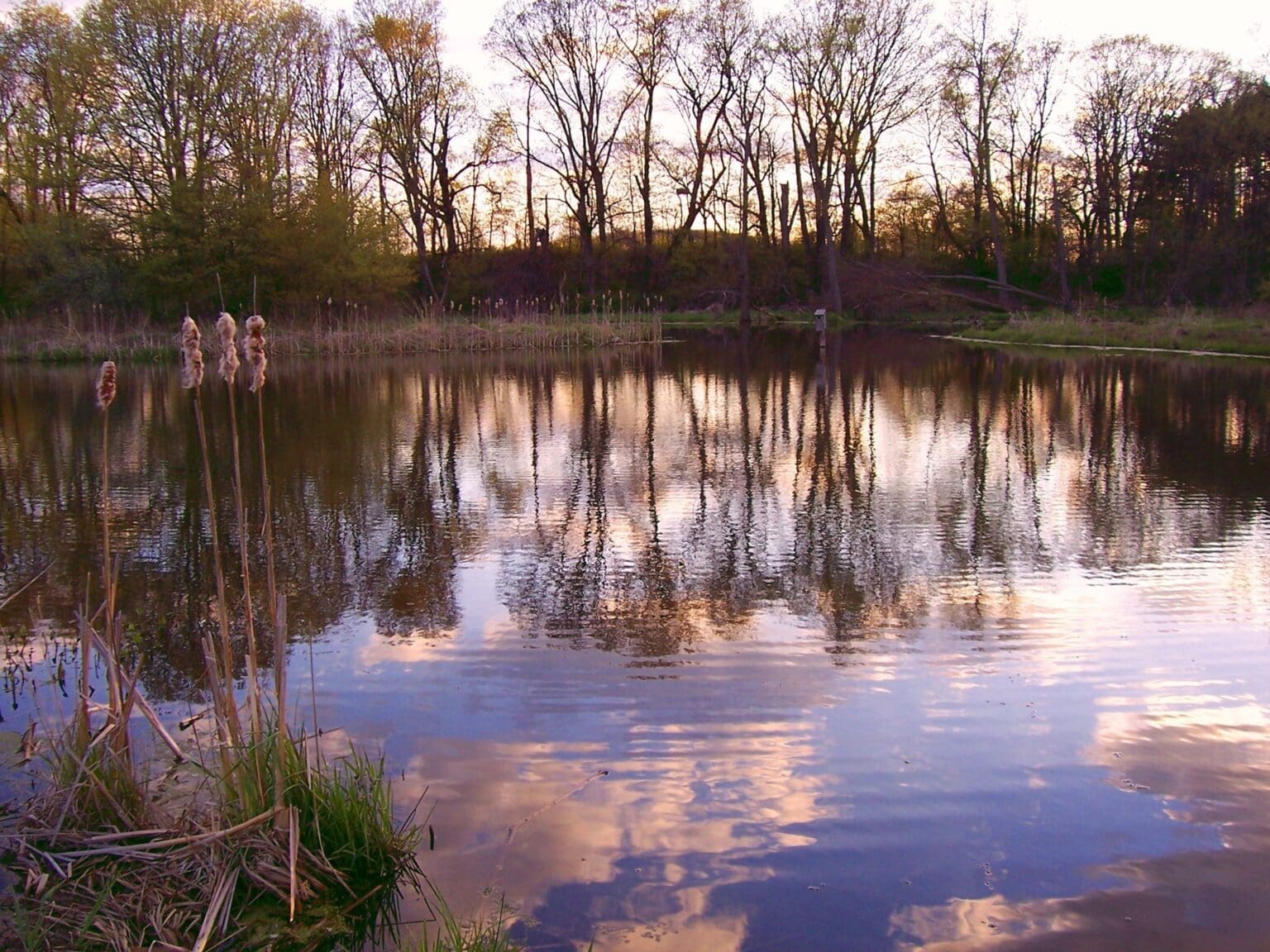 The Gem of Chicago Wilderness: Restoration of the Greatest Ecological ...